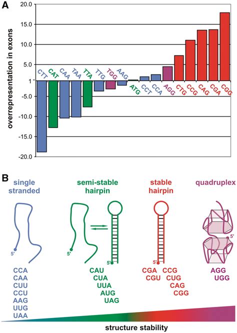 The Occurrence Of Various Triplet Repeats In The Human Transcriptome