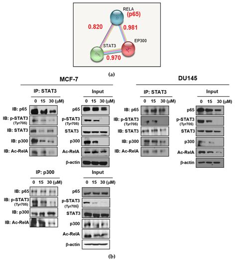 Ijms Free Full Text Suppression Of Stat3 Phosphorylation And Rela