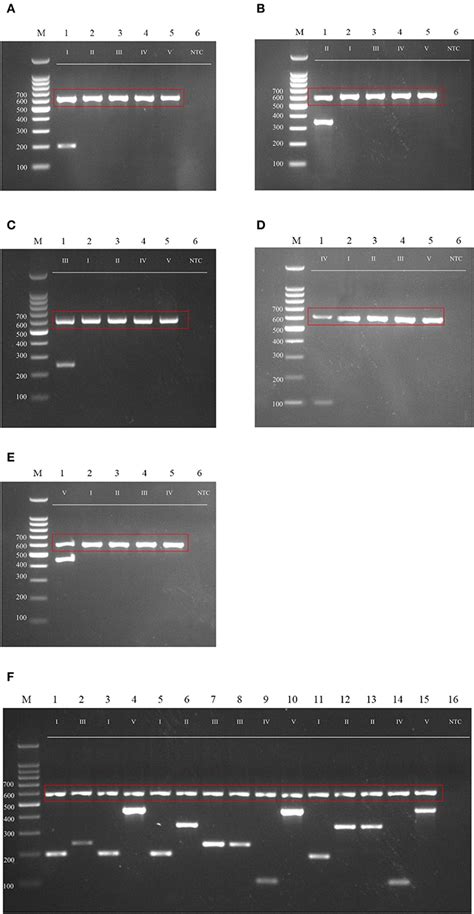 Frontiers Comparative Genomic And Transcriptomic Analyses Of