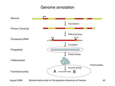 Ppt Genome Annotation Powerpoint Presentation Free Download Id 2938200