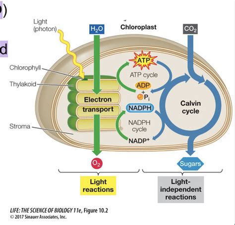 19 Lecture 19 Atp Synthase And Photosynthesis Part I Flashcards Quizlet