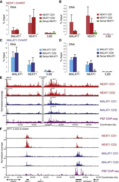 The Long Noncoding Rnas Neat1 And Malat1 Bind Active Chromatin Sites