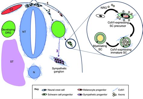 Colvi Is Found Along Neural Crest Cell Migratory Pathways And Regulates