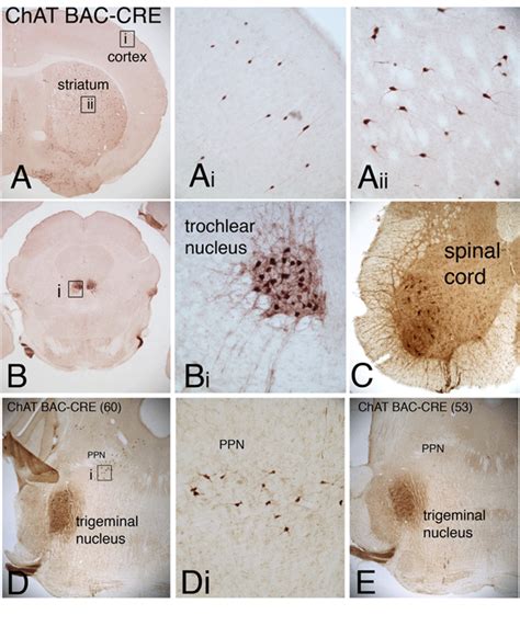 Targeting Cre Recombinase To Specific Neuron Populations With Bacterial