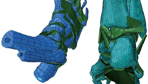 The Finite Element Model Of Foot And Ankle Download Scientific Diagram