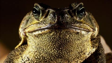 an introduction to the bufo or cane toad