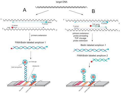 Ijms Free Full Text Recombinase Polymerase Amplification Assay With