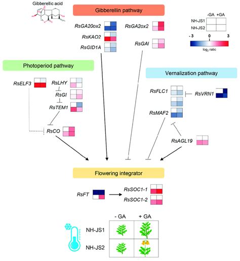 Gene Regulatory Network Controlling Gibberellin Accelerated Flowering