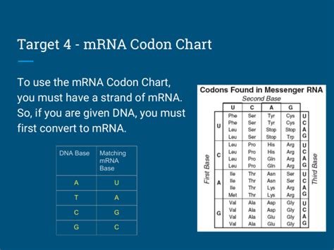 Codon Chart How To Use