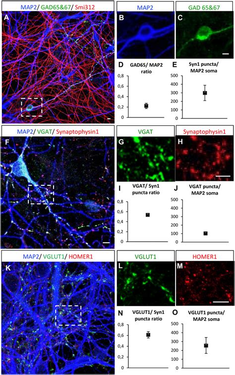 Immunocytochemical Analysis Of Glutamatergic And Gabaergic