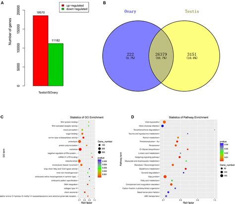 Frontiers Gonad Specific Transcriptomes Reveal Differential