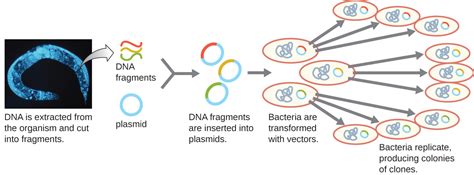 10 1 Microbes And The Tools Of Genetic Engineering Biology Libretexts