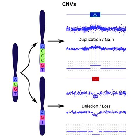 Copy Number Variations Cnvs Variation In The Number Of Copies By