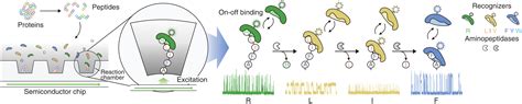 Real Time Dynamic Single Molecule Protein Sequencing On An Integrated
