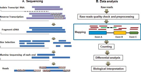 Bioinformatics For Rna‐seq Data Analysis Intechopen