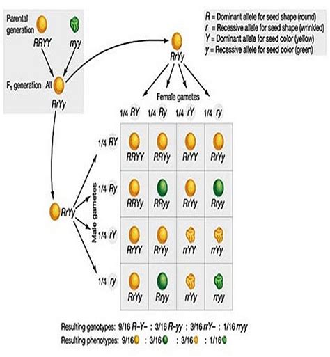 Dihybrid Cross Definition Steps And Process With Exam