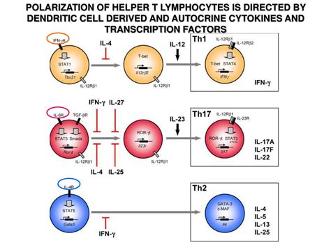 Ppt Effector T Cells Effector T Cell Functions Powerpoint