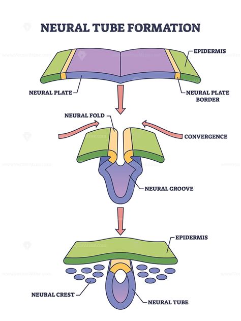 Neural Tube Formation As Embryo Medical Development Stage Outline