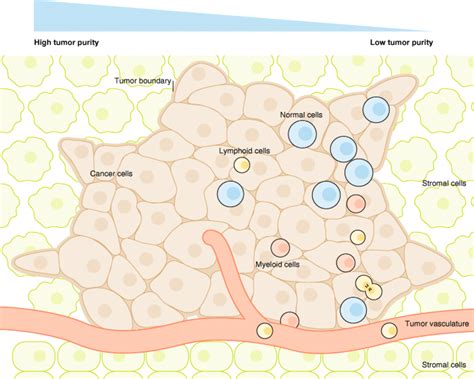 Understanding Tumor Ecosystems By Single Cell Sequencing Promises And