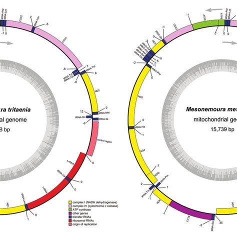 A T Rich Region Of Two Nemourid Mitogenomes A Structure Elements Found