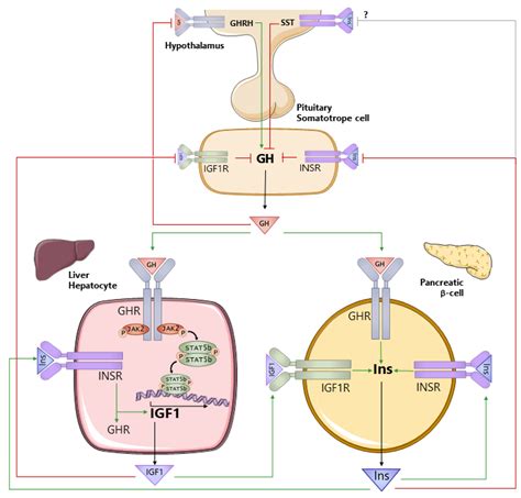 Cells Free Full Text Towards Understanding The Direct And Indirect