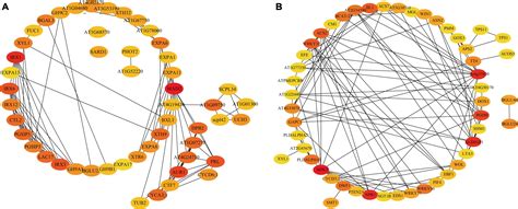 Frontiers Comparative Transcriptomics Analysis Of Developing Peanut