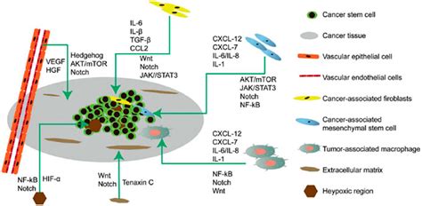 Frontiers Stat3 And P63 In The Regulation Of Cancer Stemness