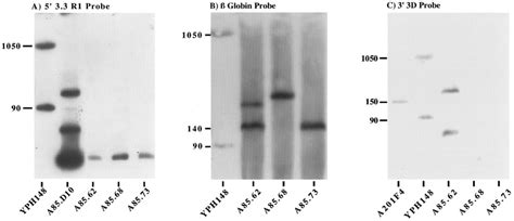 Long Range Mapping Of The Transgenic Human B Globin Locus By Pfge Yac