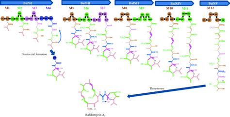 Architecture Of Modular Polyketide Synthase In The Biosynthesis Of
