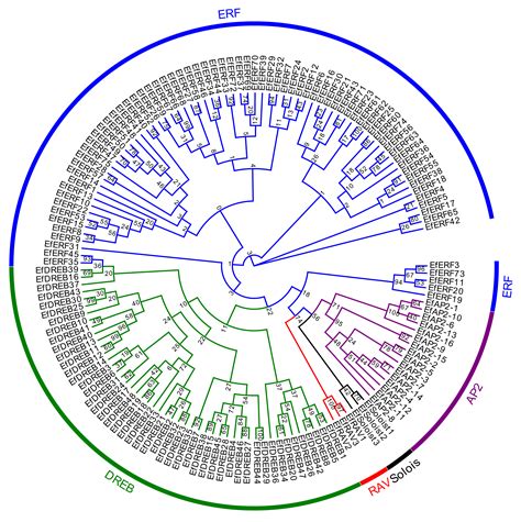 Ijms Free Full Text Genome Wide Identification Evolution And