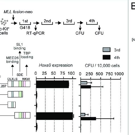 flowchart showing the pipeline used for chip seq data analysis see