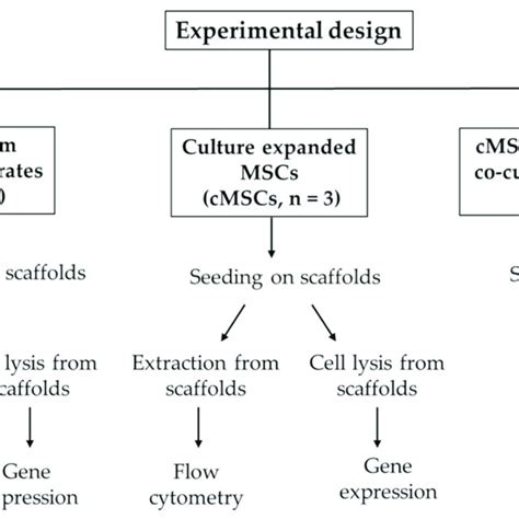 Schematic Summary Of All The Experiments Performed Download