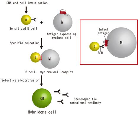 Immuno Free Full Text Class Switching Of B Lymphocytes By Dna And