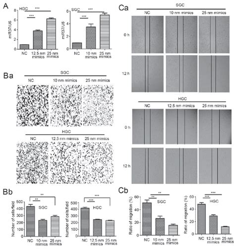 Hsa Mir 373 Represses The Migration And Invasion Of The Gastric Cancer