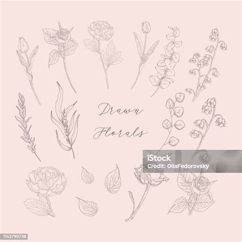 Vektor Tangan Ditarik Bunga Bunga Tanaman Herbal Ilustrasi Stok Unduh