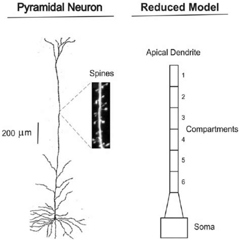 A Neocortical Layer 5 Pyramidal Neuron Camera Lucida Drawing And