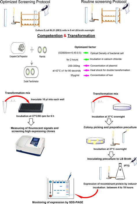 The Schematic Representation Of The Developed Screening Protocol
