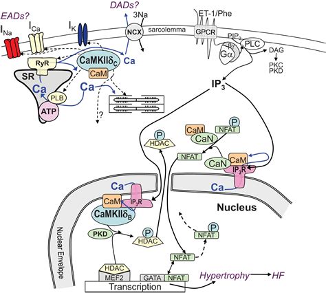 Ca2 Calmodulin Dependent Protein Kinase Ii Regulation Of Cardiac