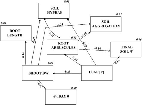 Squash Path Model Depicting The Hypothesized Causal Relationships