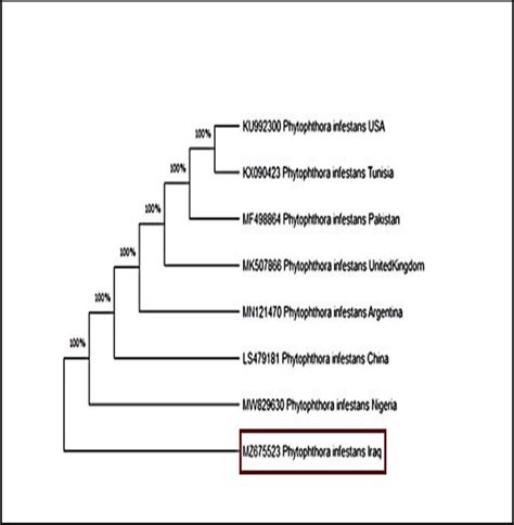 Phylogenetic Tree Constructed By The Neighbor Joining Method Showing