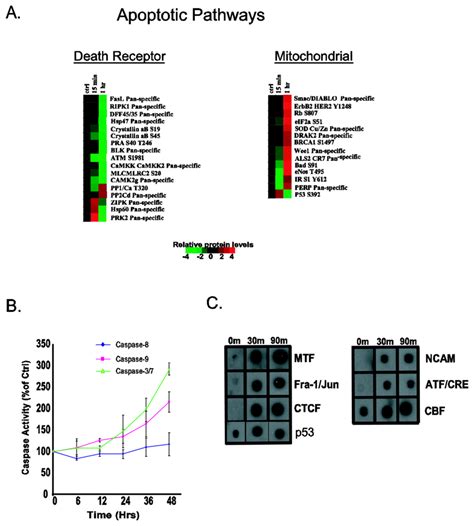 Apoptotic Proteins Modulated By Gossypol A Protein Array Of Du145
