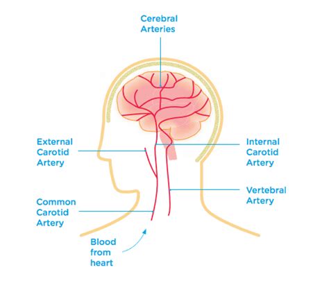 Brain Structure And Function Headway