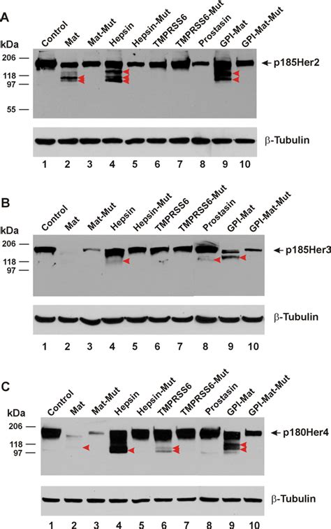 Proteolytic Cleavages In The Extracellular Domain Of Receptor Tyrosine
