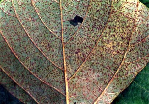 Asian Soybean Rust Images
