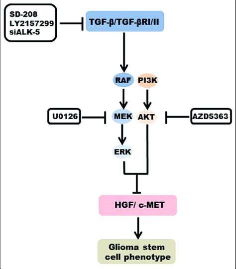 Overview Of The Control Of The Hgf C Met Pathway By Tgf β In