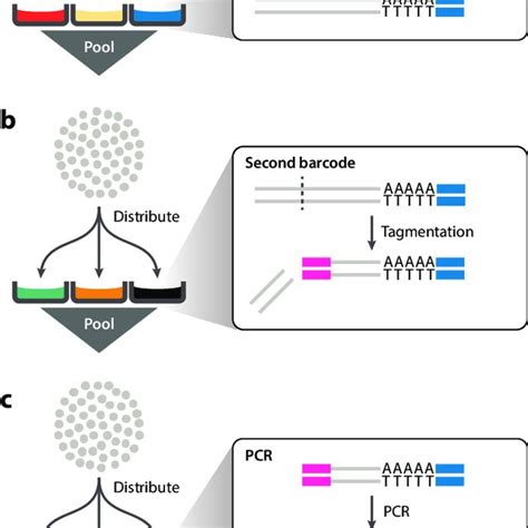 Strategy For Combinatorial Barcoding Of Cells In The Sci Rna Seq