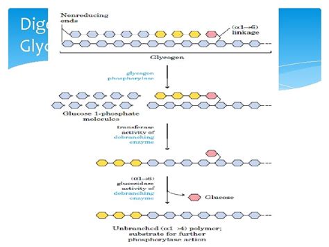 Amylase Digestion Glycogen 1 6 Glucosidase Debranching Enzyme