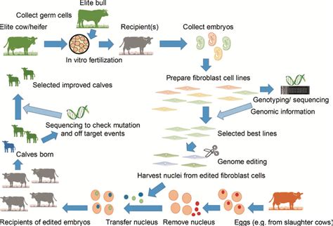 Invited Review Breeding And Ethical Perspectives On Genetically