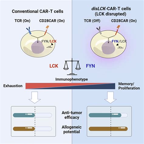 Improving Car T Cell Therapy For Solid Tumors Through Inhibition Of