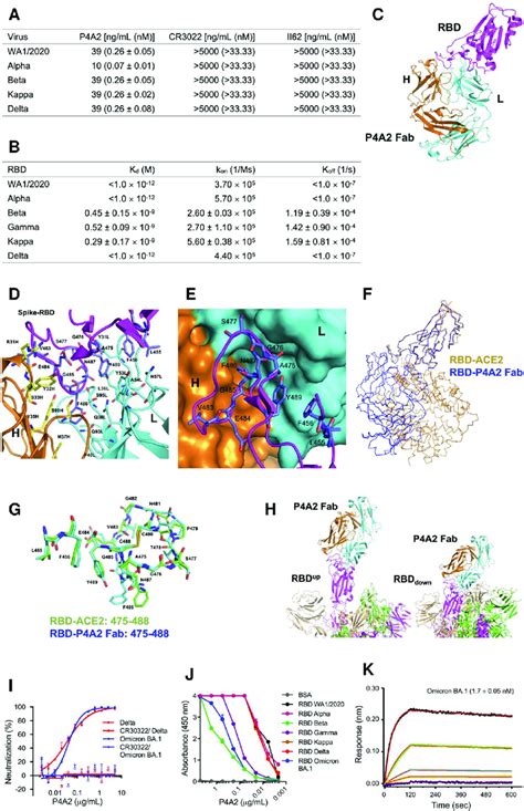 Biochemical And Structural Analysis Reveals That P4a2 Mab Can